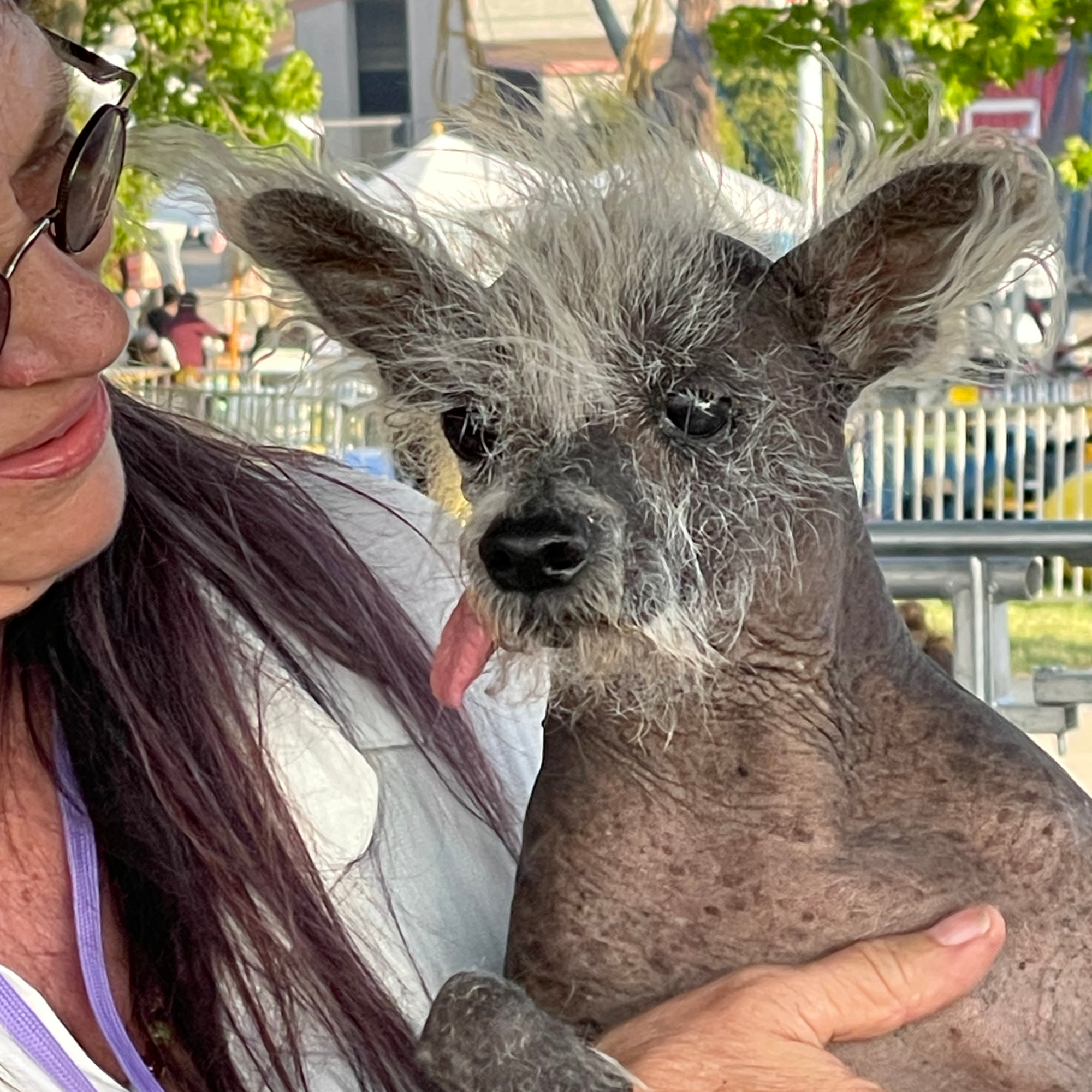 World's Ugliest Dog Crowned At Bay Area County Fair World's Ugliest Dog Crowned At Bay Area County Fair